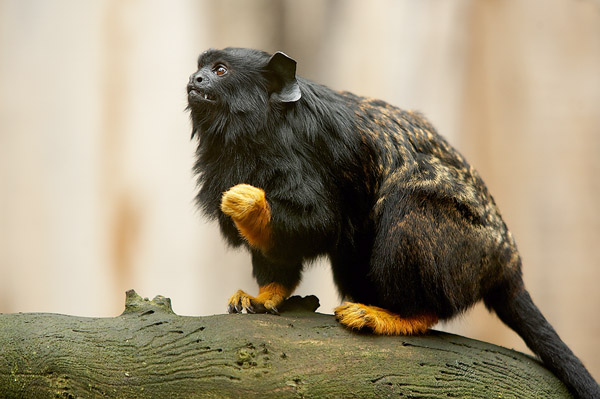 Red-Handed Tamarin